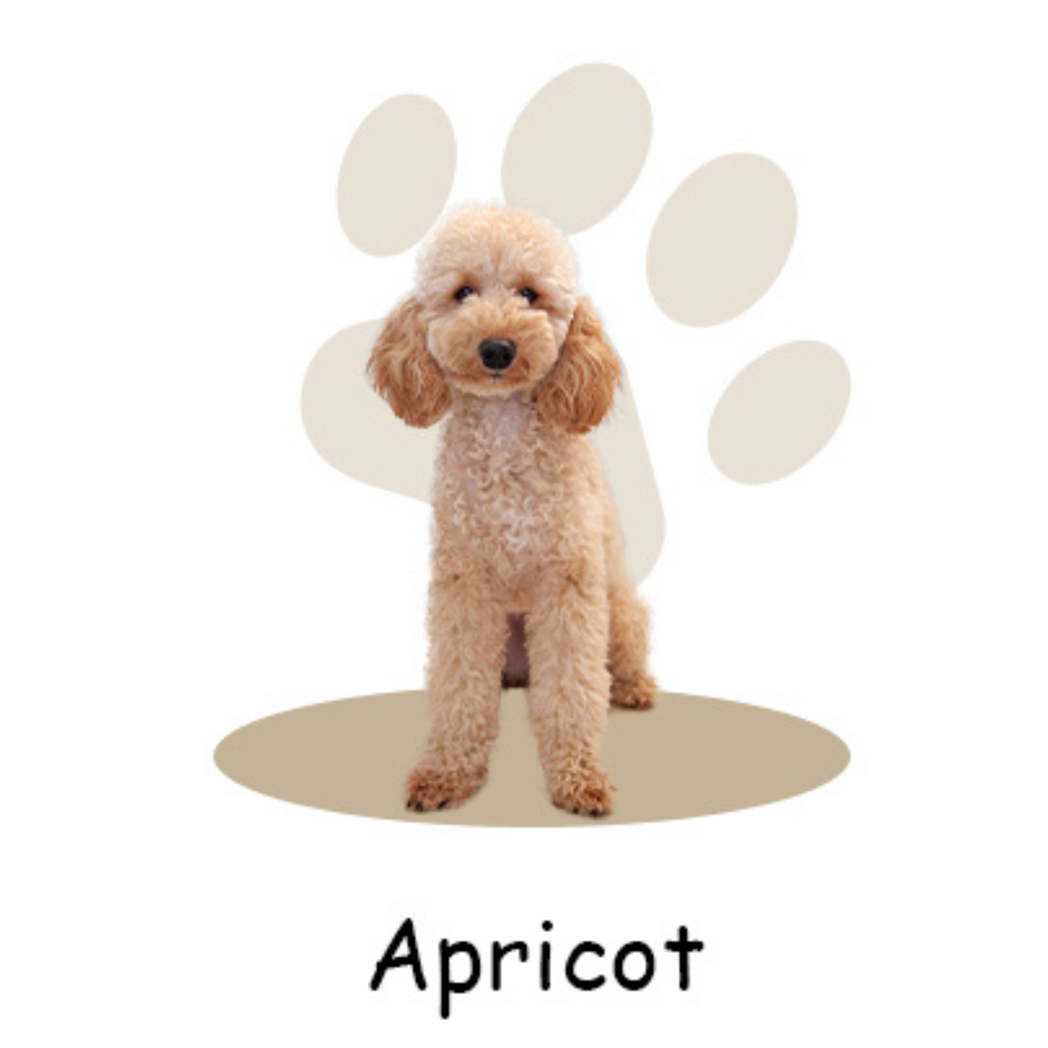 Poodle Colors - Ula'ree Poodles