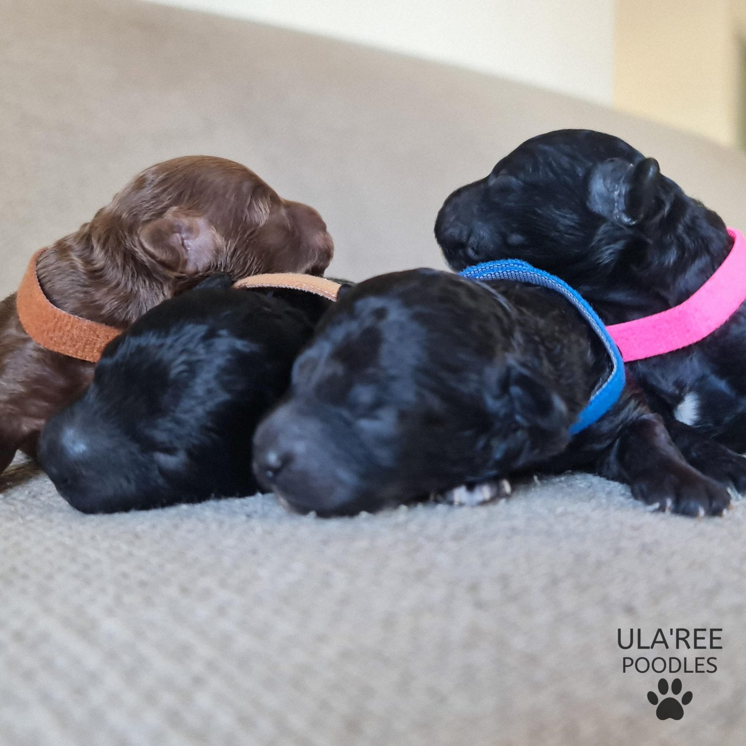 Cute Miniature Poodle Puppies for Sale #1 - Ula'ree Poodles