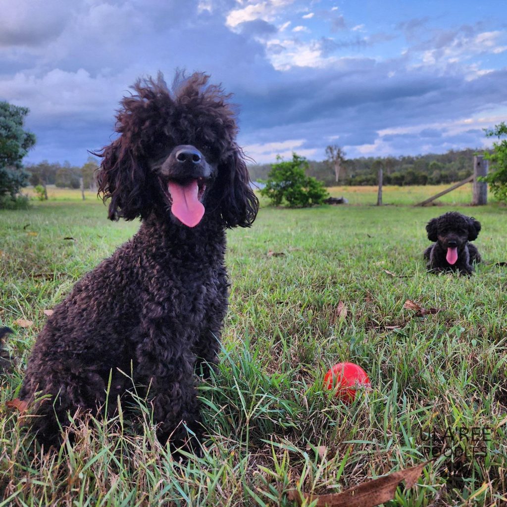 Loveable Poodle Breed - Ula'ree Poodles