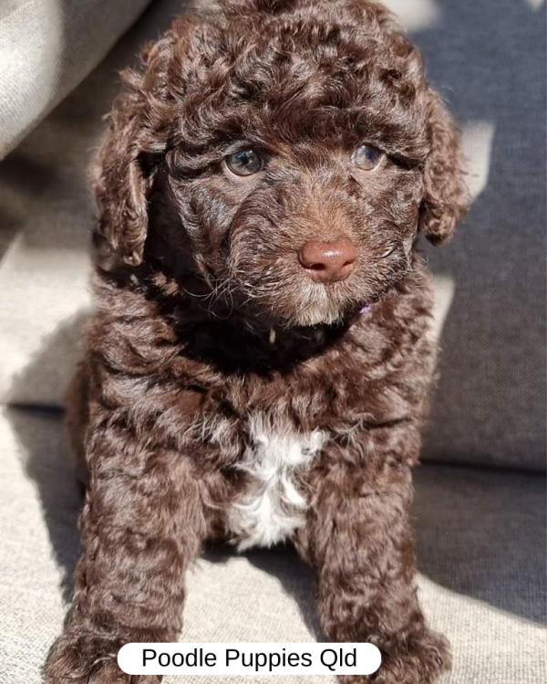 Adorable Puppies for Sale- Poodle Puppies Qld - Ula'ree Poodles