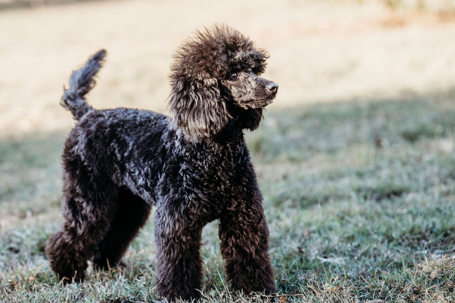 Home - Poodle - Ula'ree Poodles