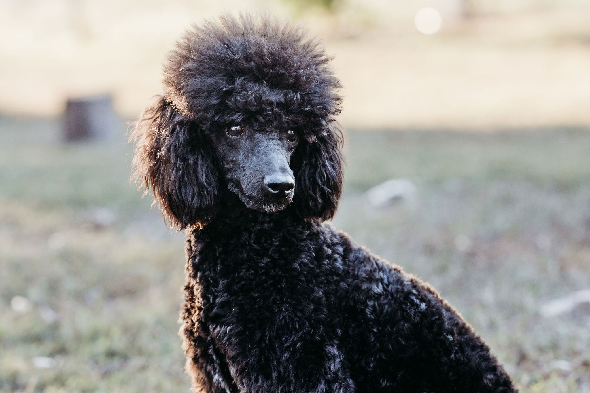 Loveable Poodle Breed - Ula'ree Poodles