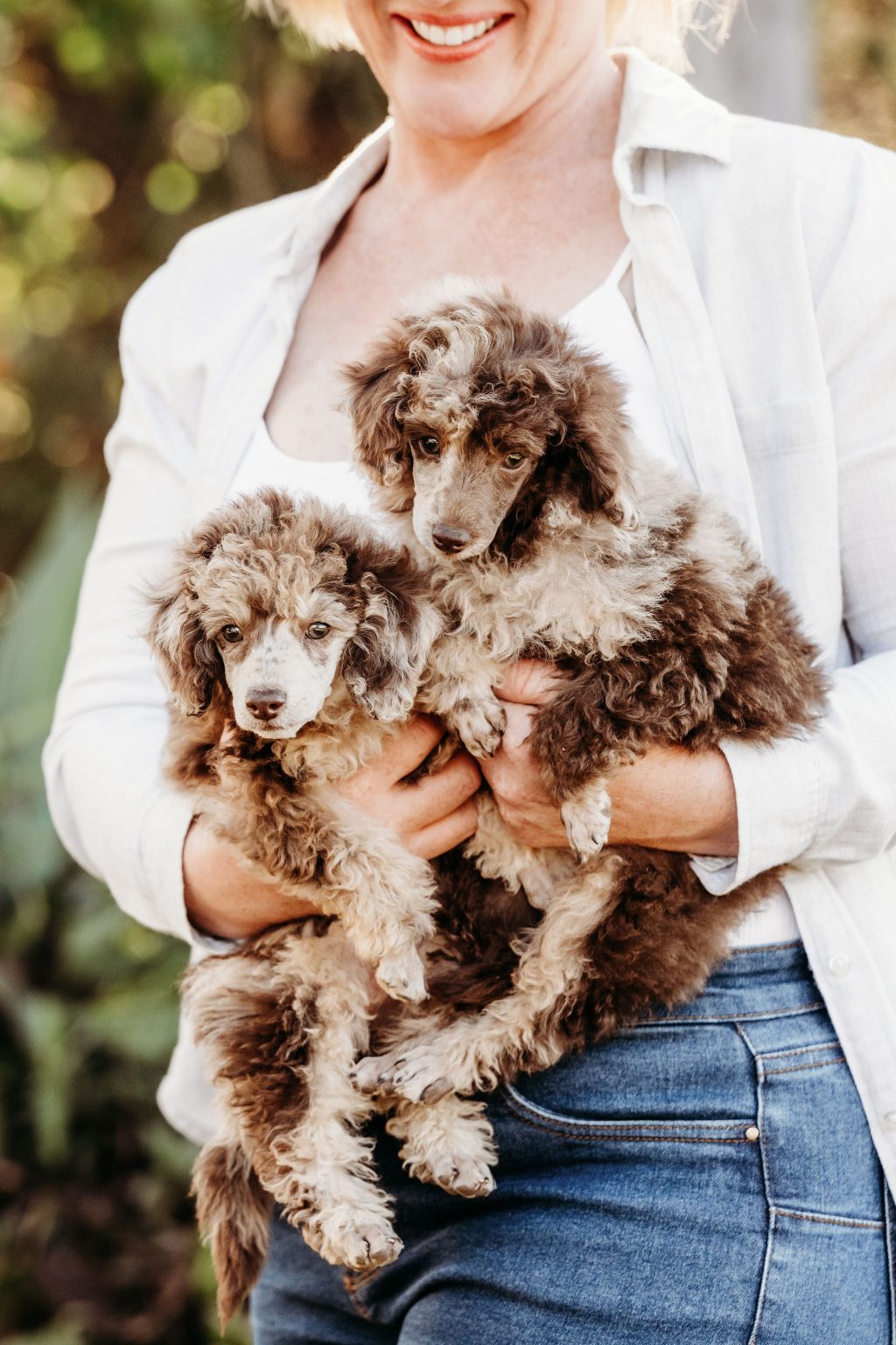 Adorable Puppies for Sale- Poodle Puppies Qld - 5 Stars - Ula'ree Poodles