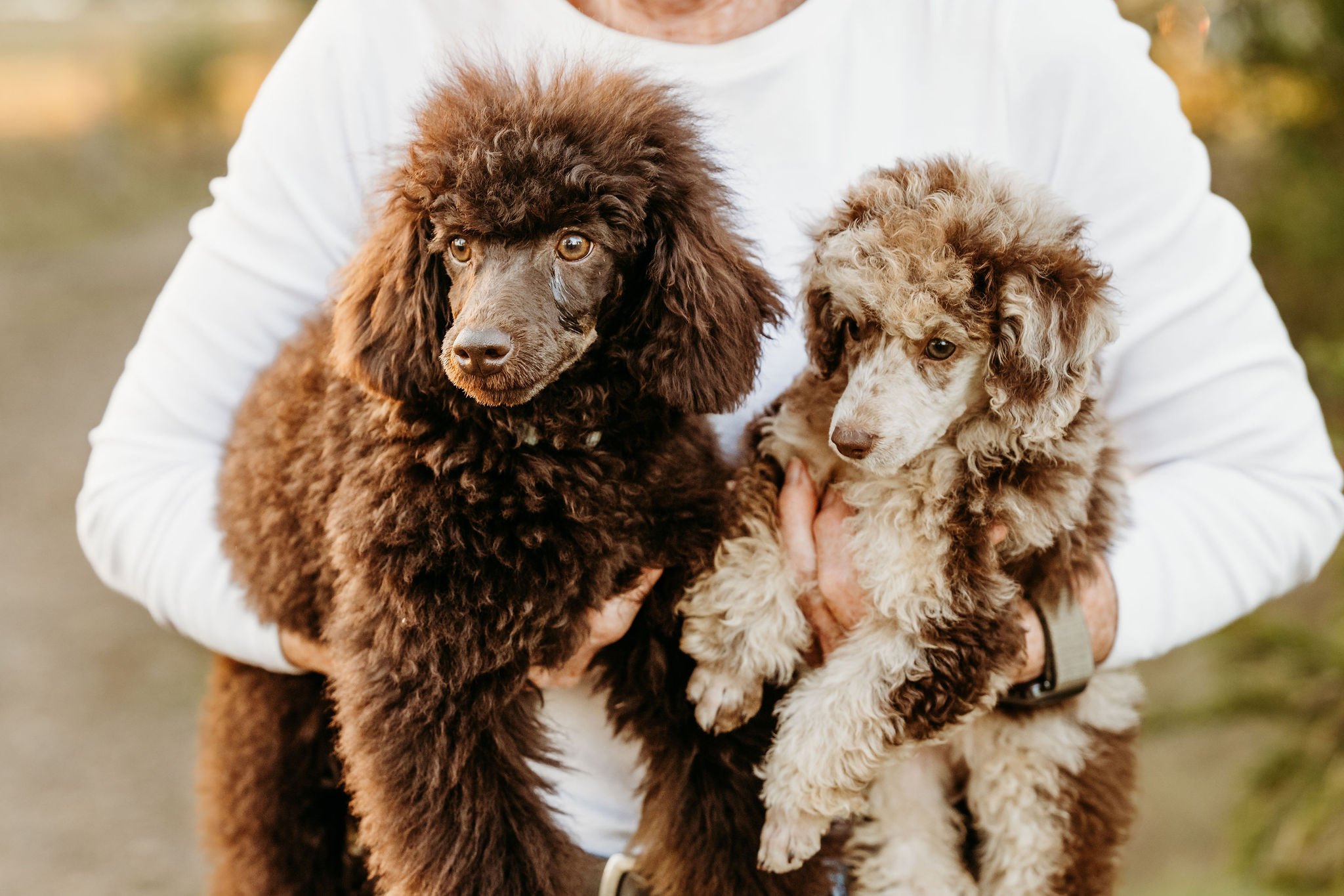 Loveable Poodle Breed - Ula'ree Poodles