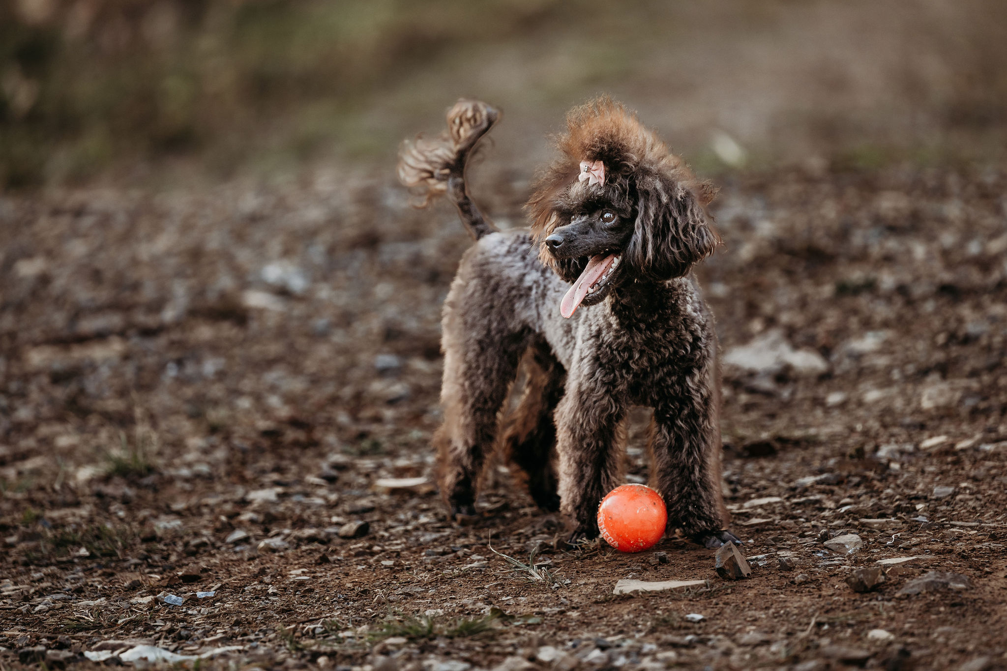 Home - Poodle - Ula'ree Poodles