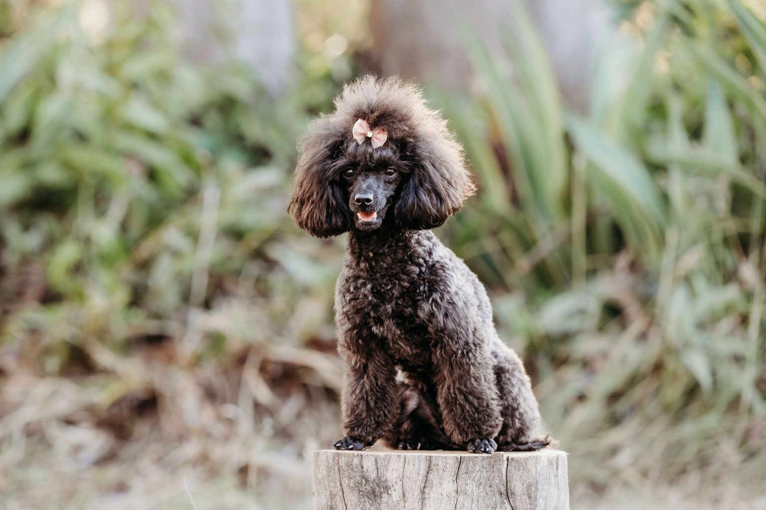 Home - Poodle - Ula'ree Poodles