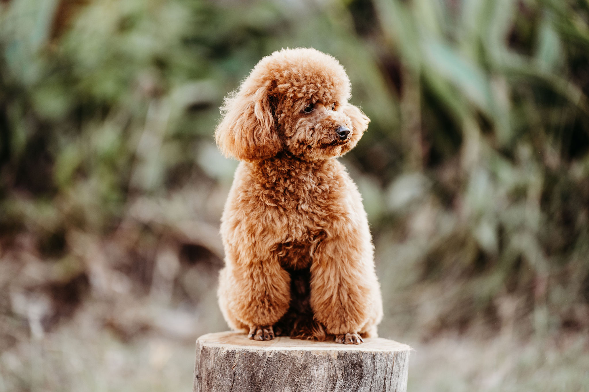 Home - Poodle - Ula'ree Poodles