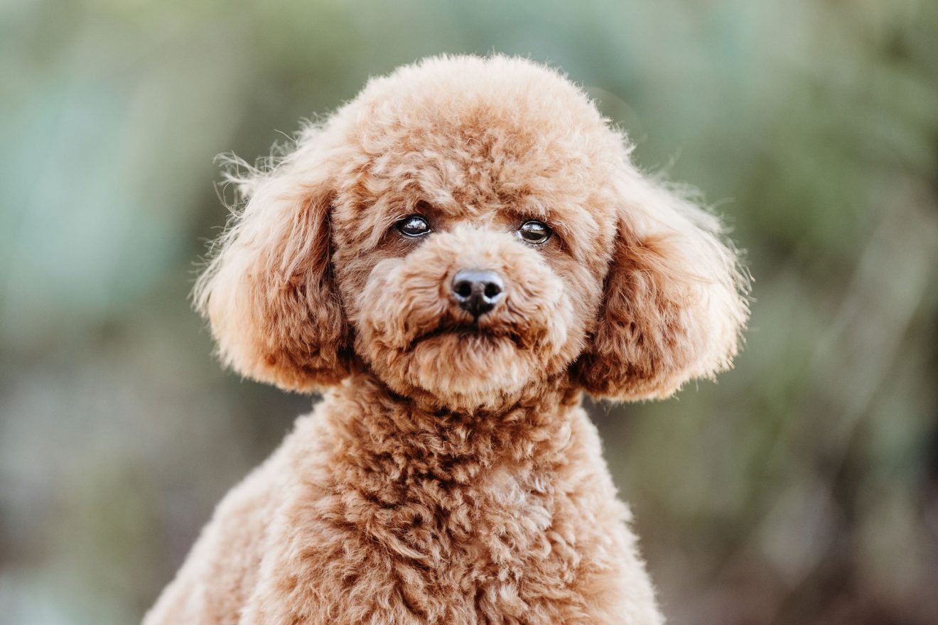 Home - Poodle - Ula'ree Poodles