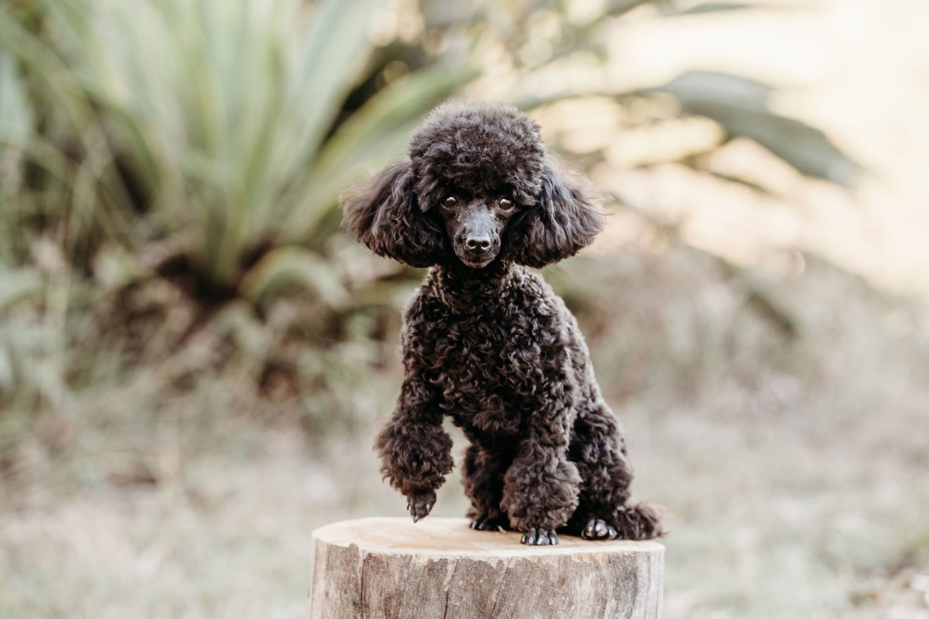 Adorable Puppies for Sale- Poodle Puppies Qld - 5 Stars - Ula'ree Poodles