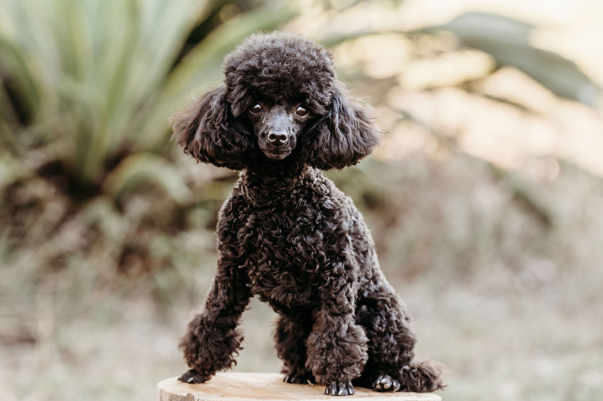 Adorable Toy Poodle Puppies for Sale - 5 Star - Ula'ree Poodles