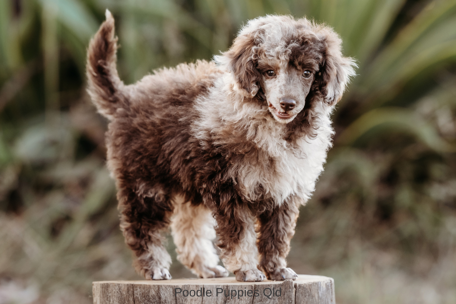 Adorable Puppies for Sale- Poodle Puppies Qld - 5 Stars - Ula'ree Poodles