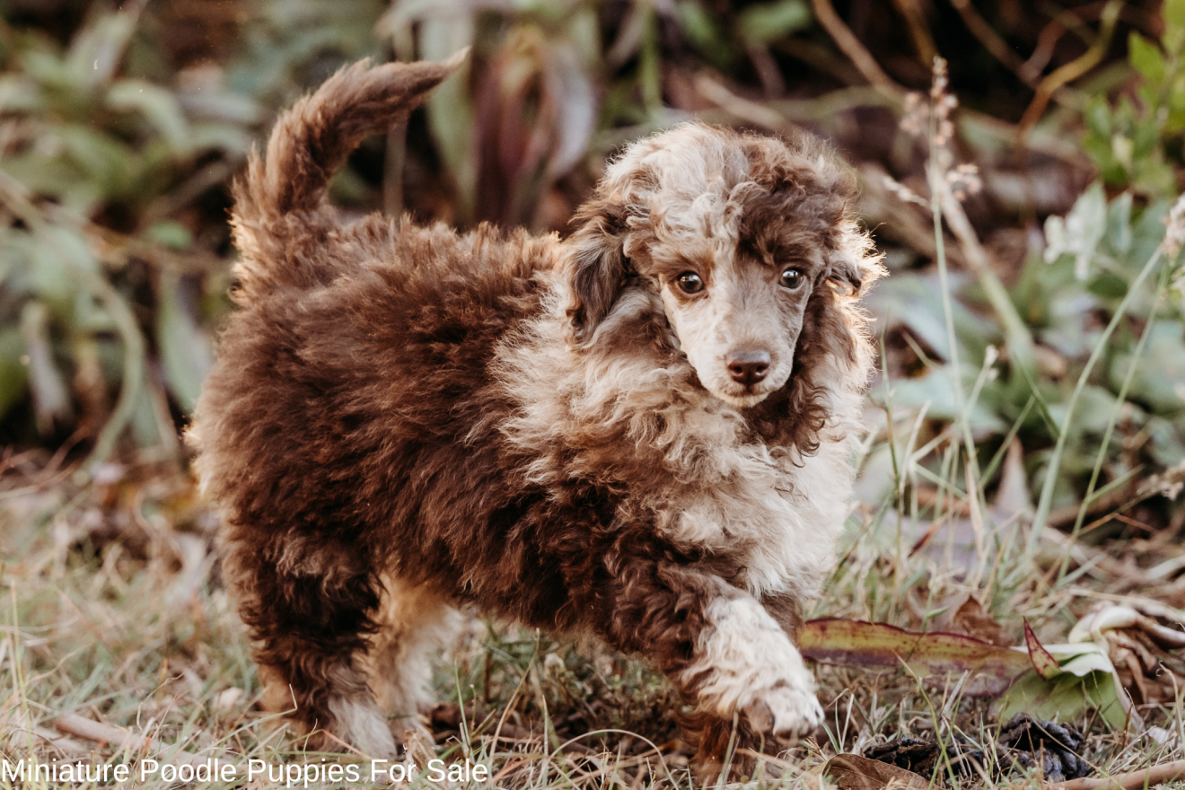 Cute Miniature Poodle Puppies for Sale #1 - Ula'ree Poodles