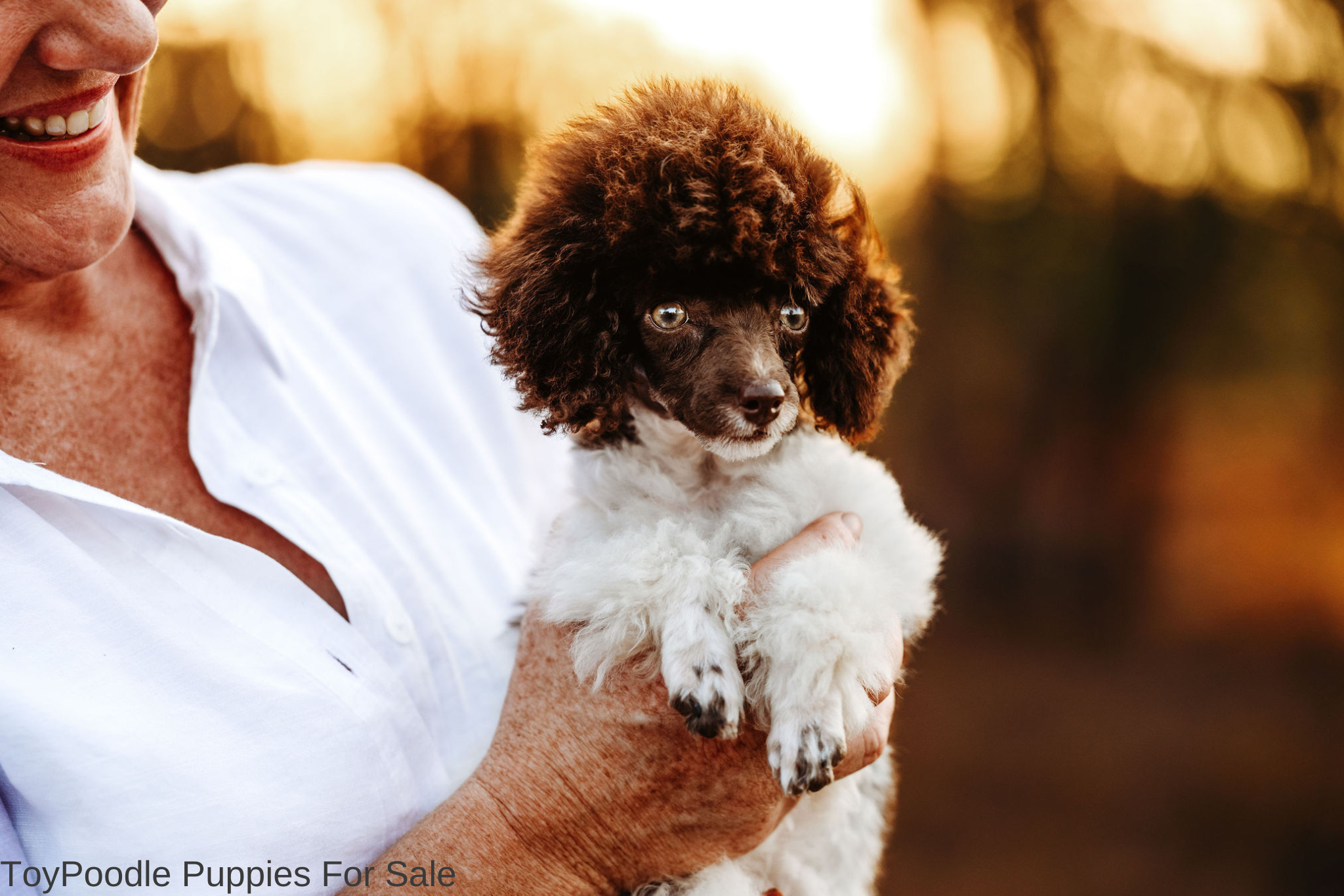 Adorable Toy Poodle Puppies for Sale - 5 Star - Ula'ree Poodles
